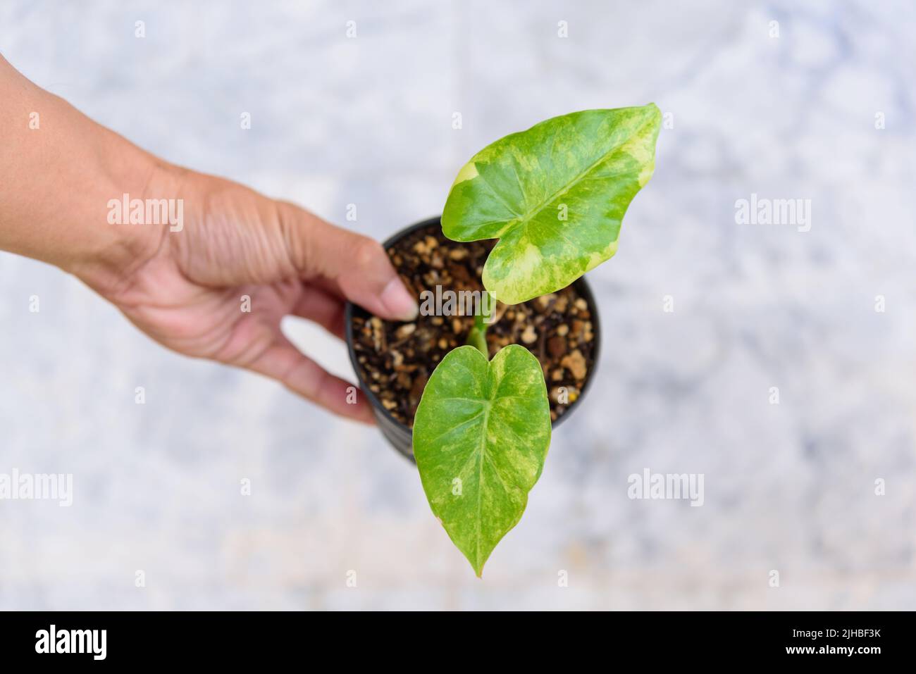 Little sapling of Alocasia Gageana Aura Variegated in the pot Stock ...
