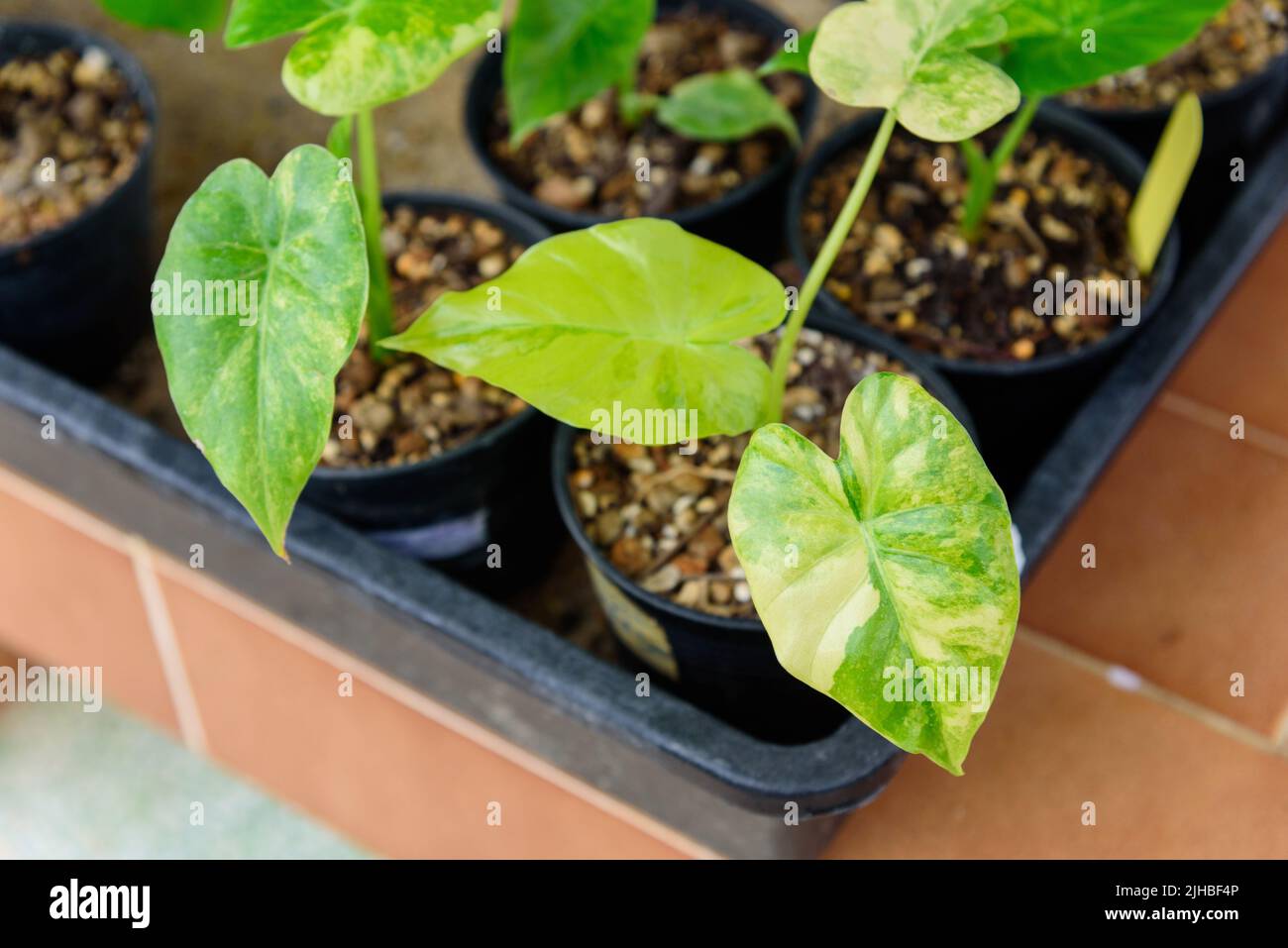 Little sapling of Alocasia Gageana Aura Variegated in the pot Stock ...