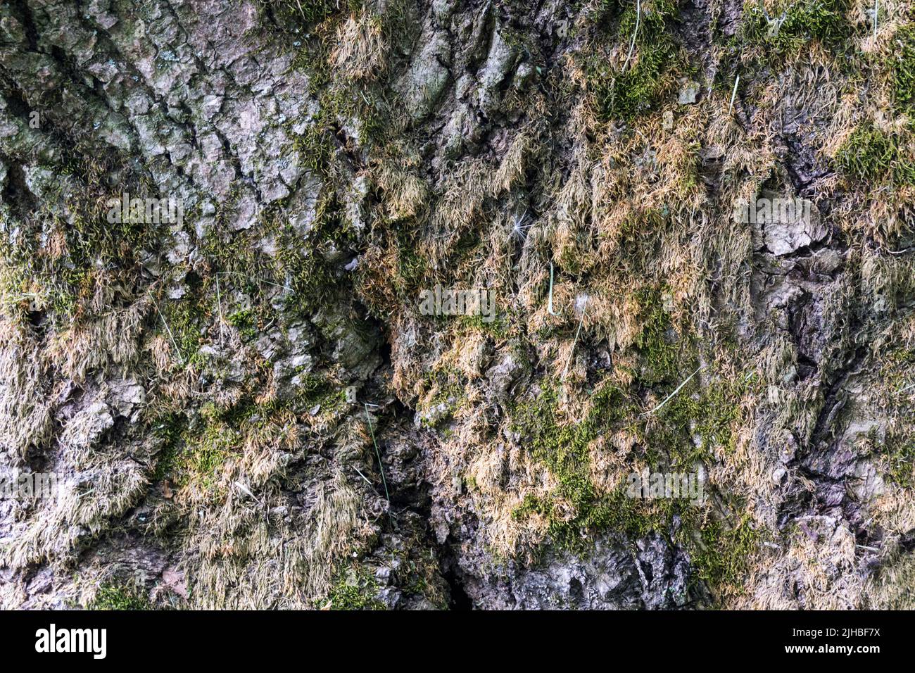 Gray and green moss on the bark of a large tree. Up close Stock Photo ...