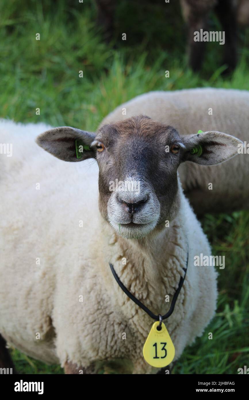 A vertical shot of a sheep with number 13 in the neck on blurred ...
