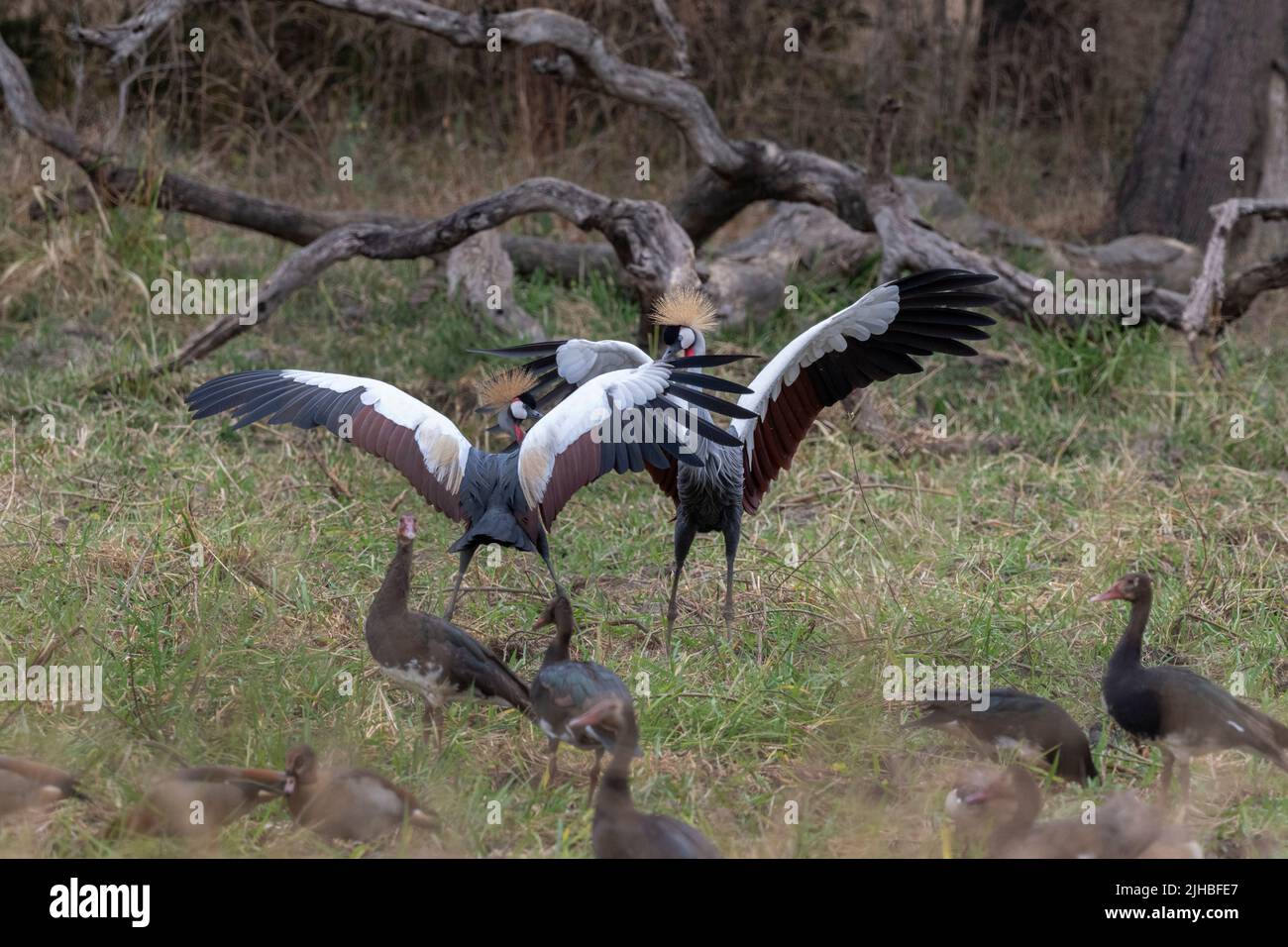 Zambia, South Luangwa National Park. Breeding pair of Gray crowned ...