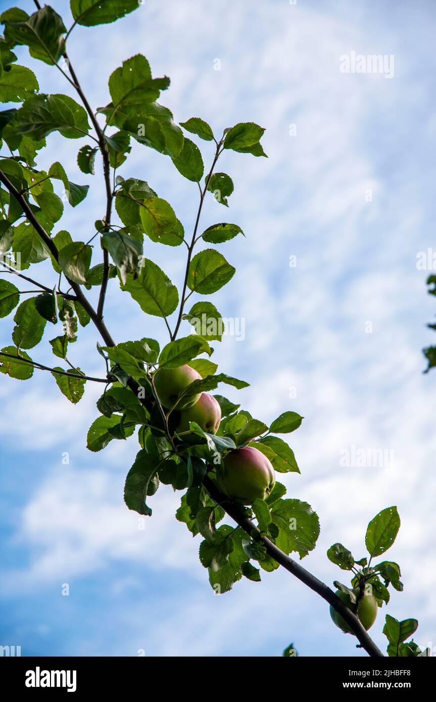 Artistic apple tree hi-res stock photography and images - Alamy