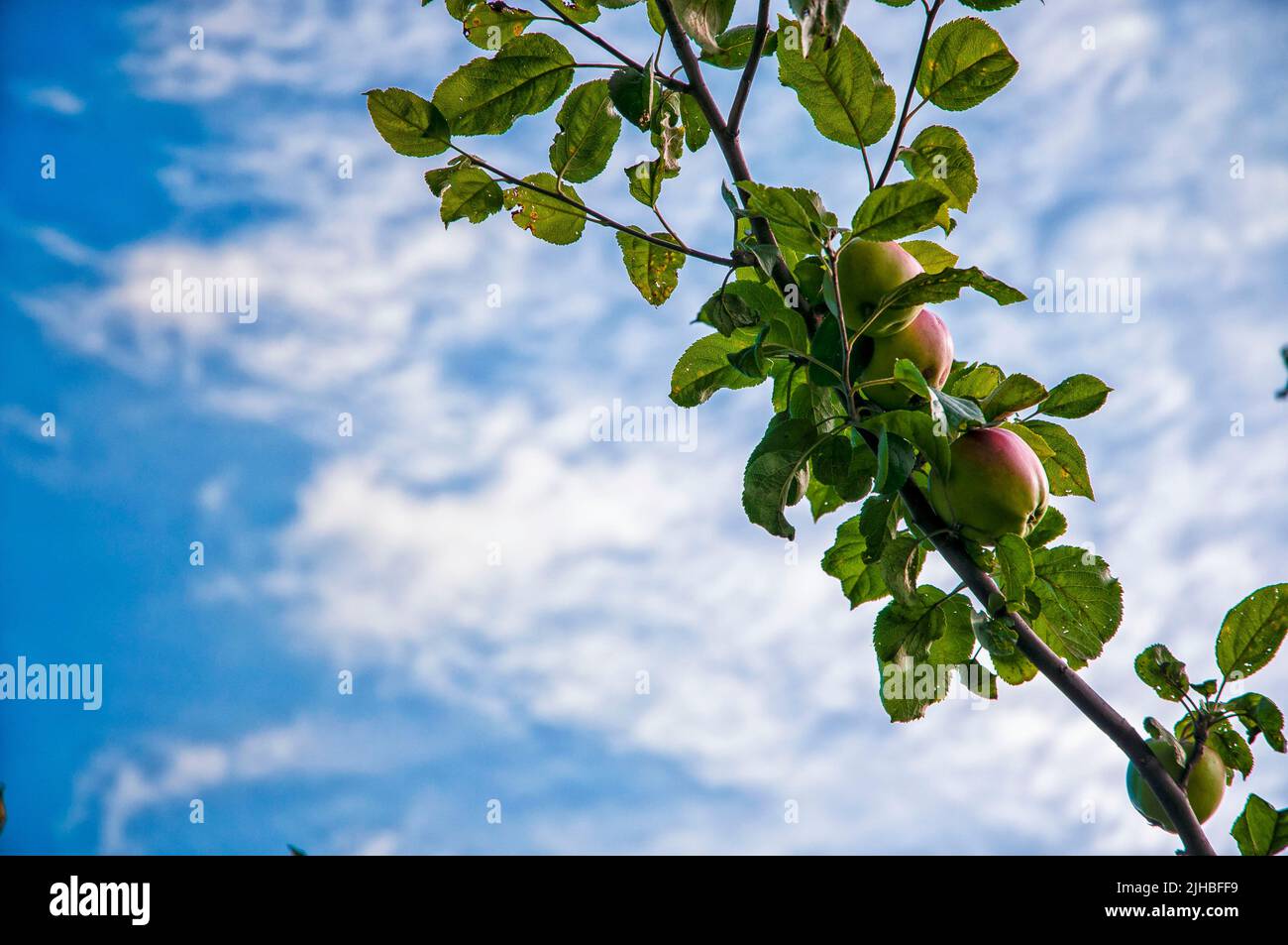Artistic apple tree hi-res stock photography and images - Alamy