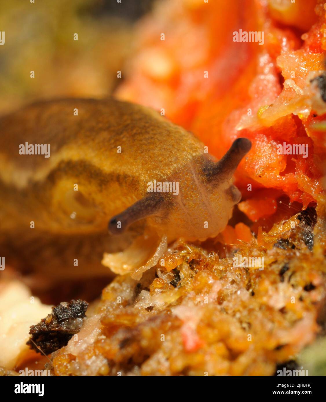 Slug crawling sitting on a tree trunk and eating Stock Photo - Alamy