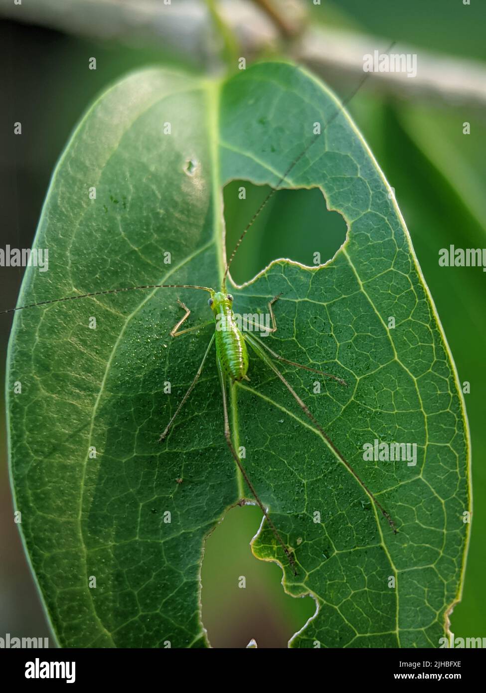 A vertical shot of the speckled bush cricket on the green leaf Stock ...