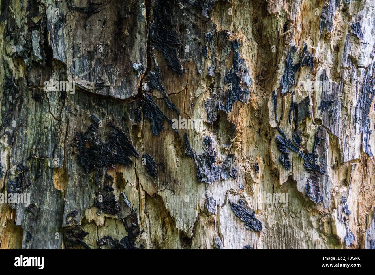 Background of a tree damaged by diseases, pests and fire. Tree ...