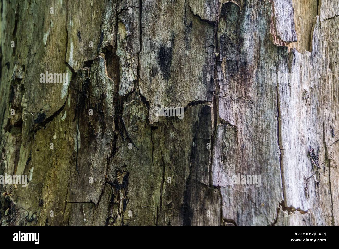 Background of a tree damaged by diseases, pests and fire. Tree ...