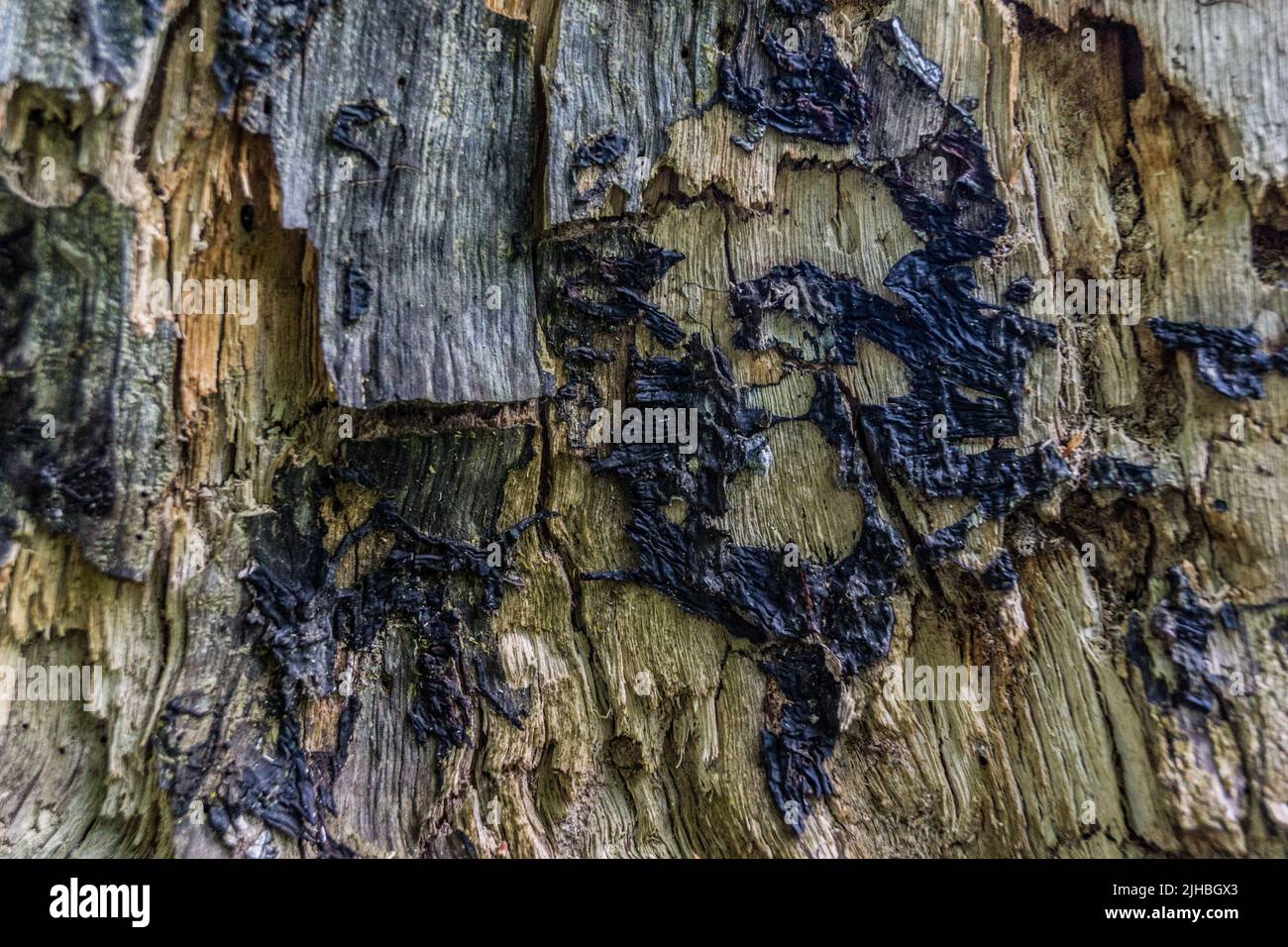 Background of a tree damaged by diseases, pests and fire. Tree ...