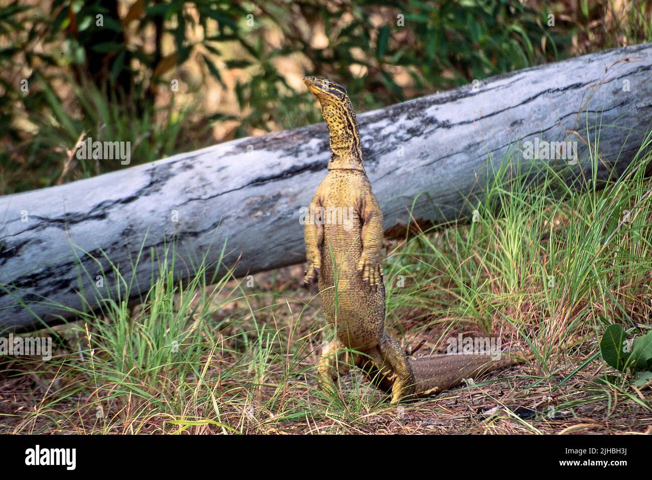 Merten's Water Monitor (Varanus mertensi) from Northen Territory ...
