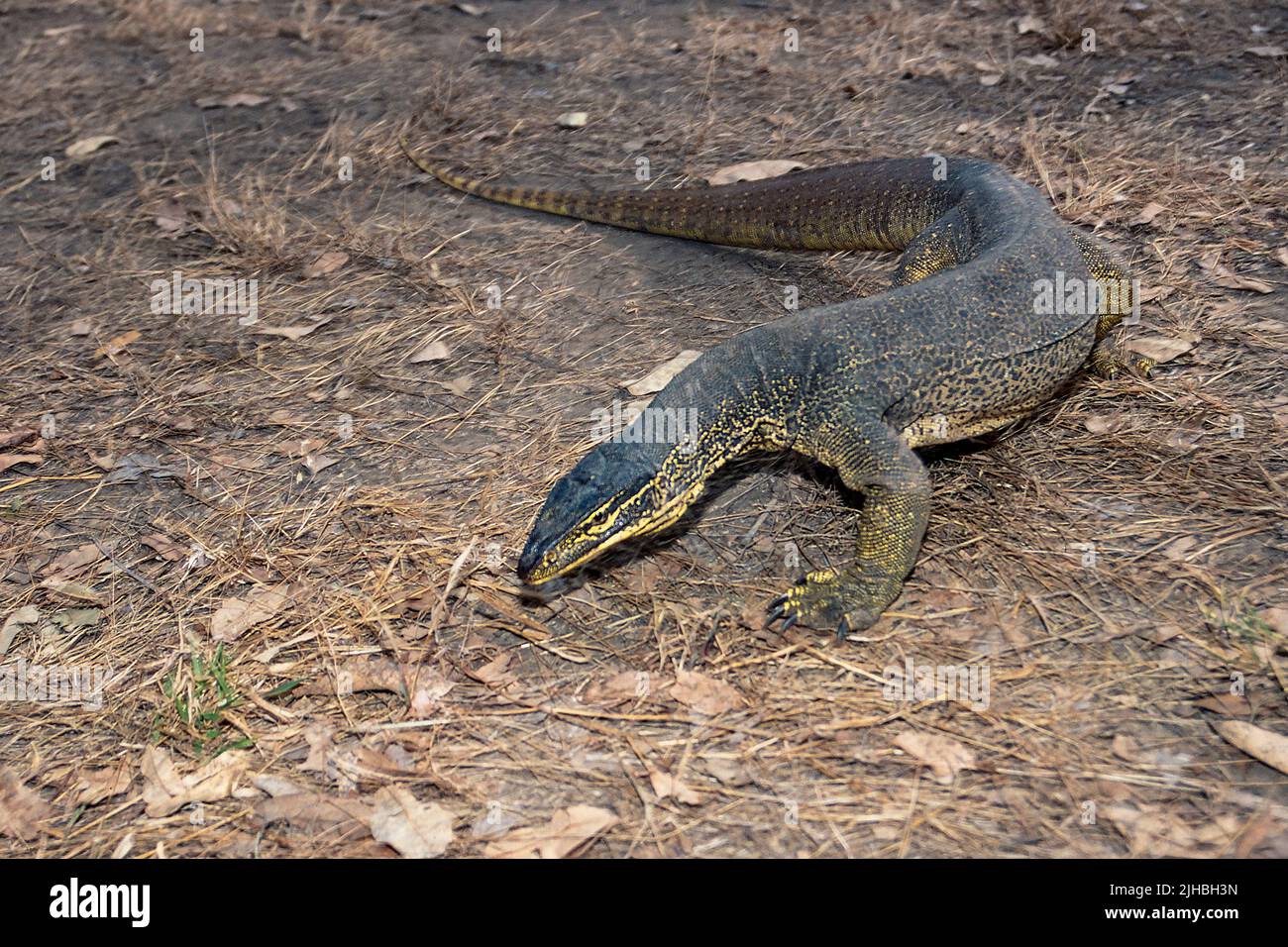 Merten's Water Monitor (Varanus mertensi) from Northen Territory ...