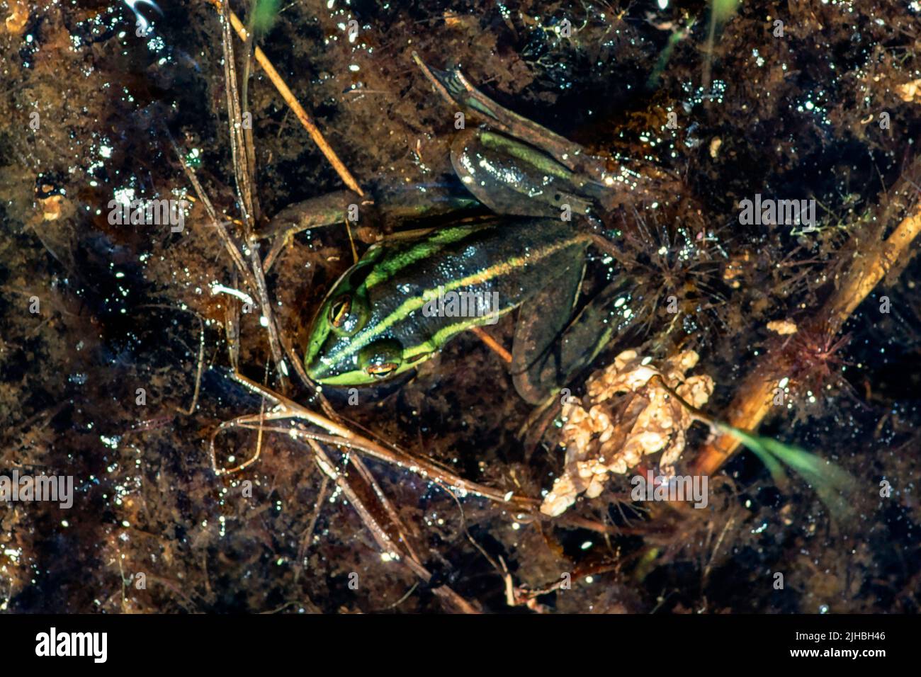 Burrowing frog hi-res stock photography and images - Alamy