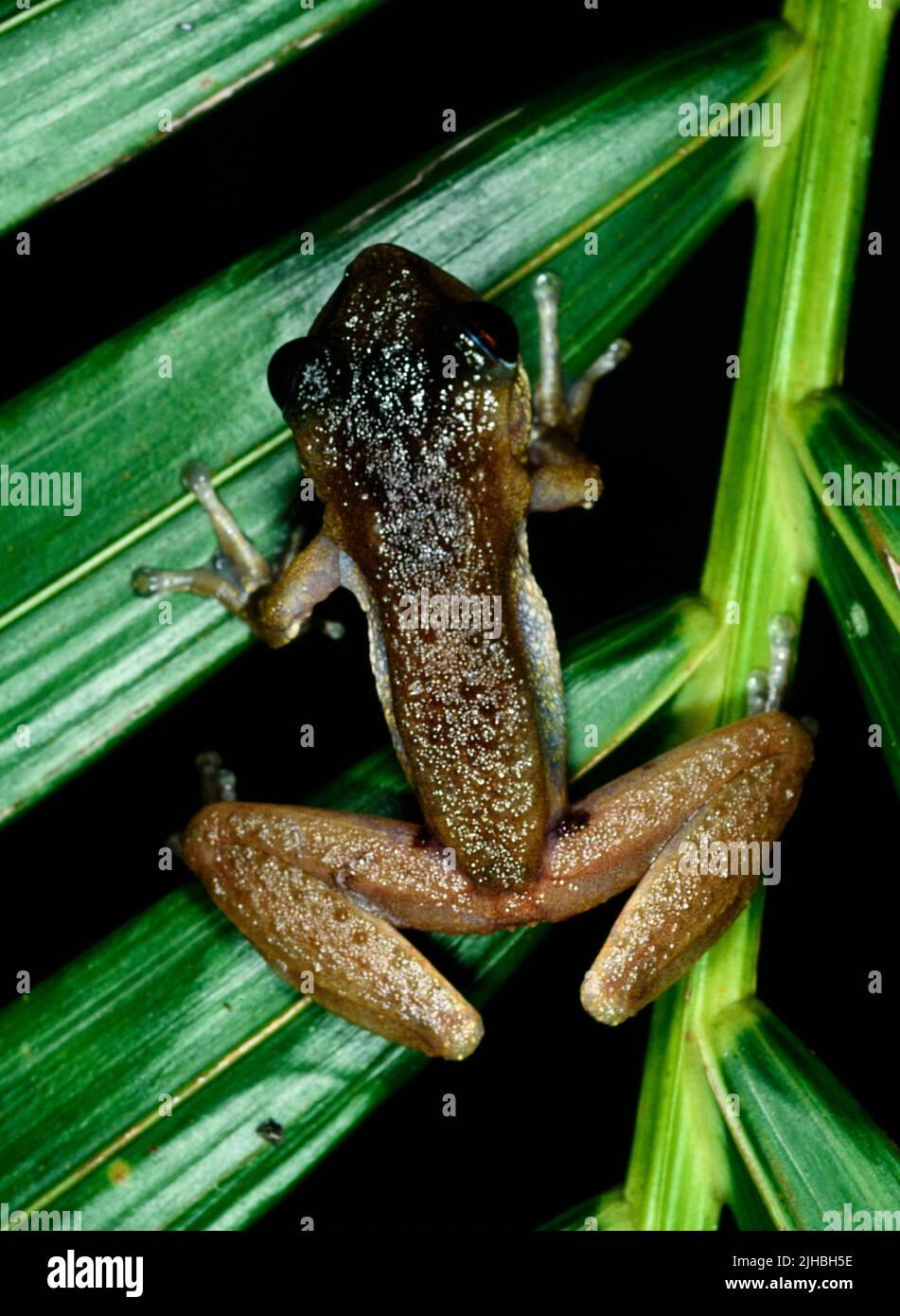 Common mistfrog (Ranoidea rheocola) from Daintree, Queensland ...