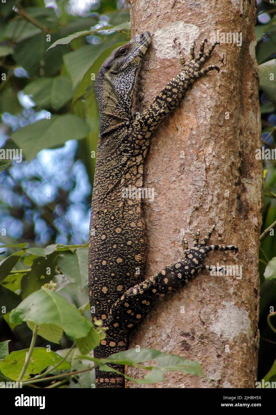 Spotted tree monitor (Varanus scalaris) from the rainforest of Daintree ...