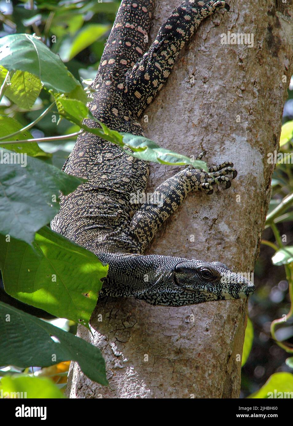 Spotted tree monitor (Varanus scalaris) from the rainforest of Daintree ...