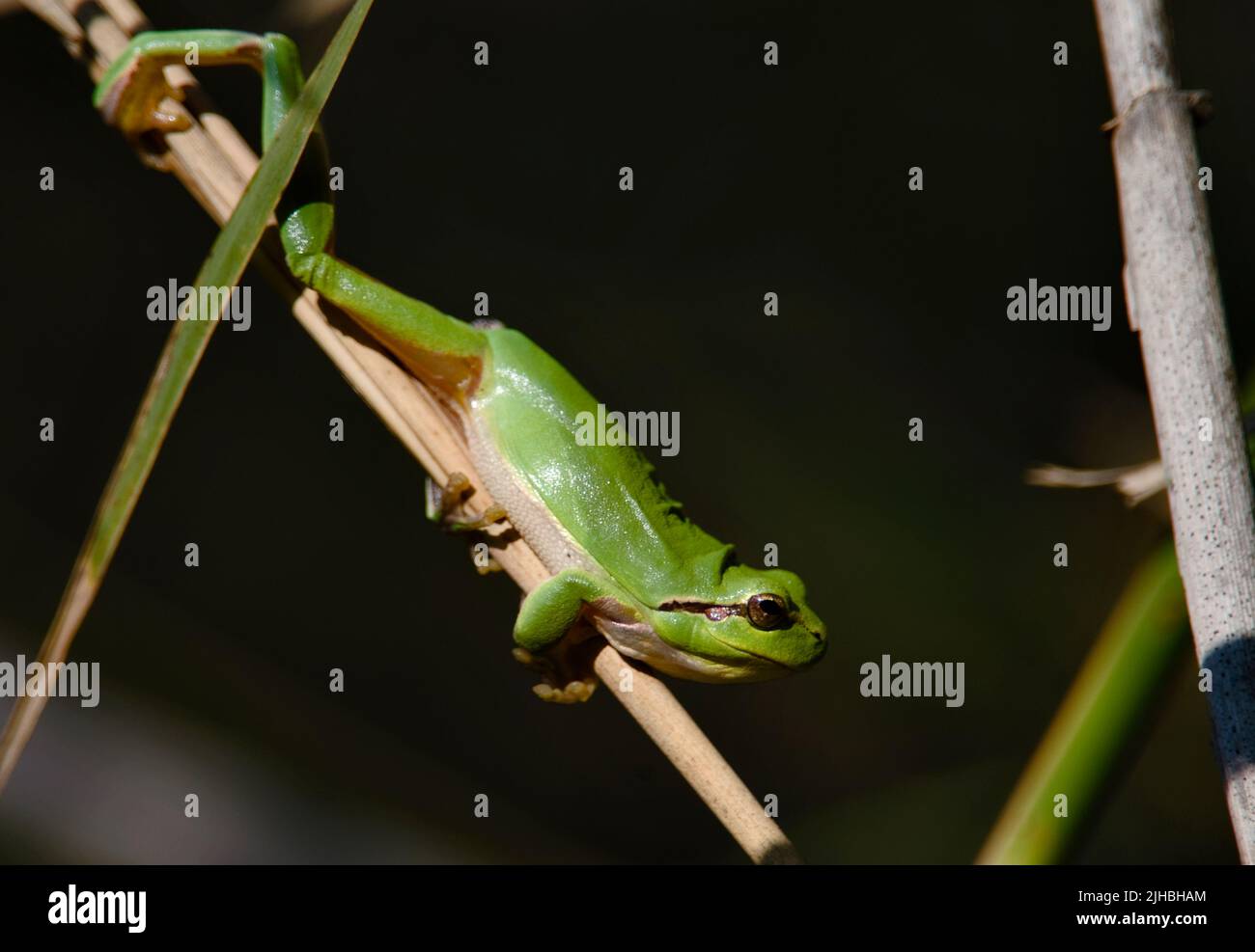Mediterranean Tree Frog (Hyla meridionalis) from Camargue, Provence ...