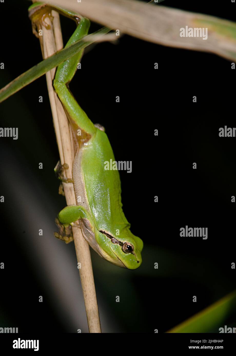 Mediterranean Tree Frog (Hyla meridionalis) from Camargue, Provence ...