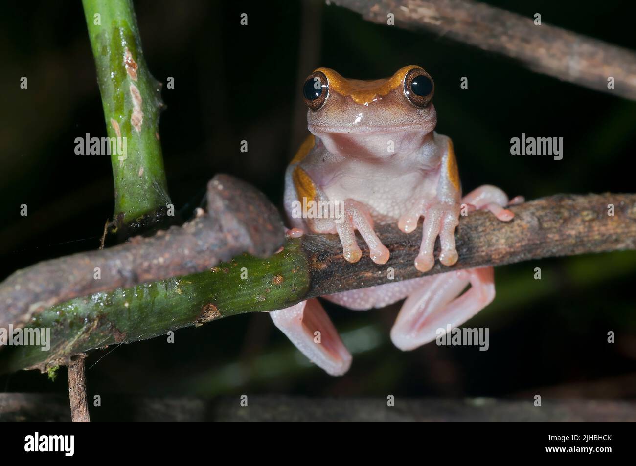 Unknown tree frog from La Selva, Ecuador Stock Photo - Alamy