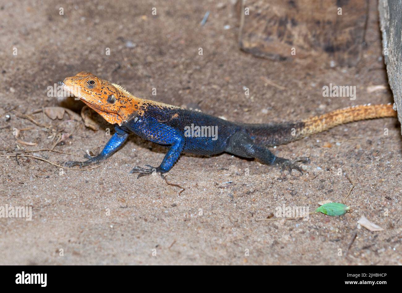 Common Agama (Agama agama) from Murchison, Uganda Stock Photo - Alamy