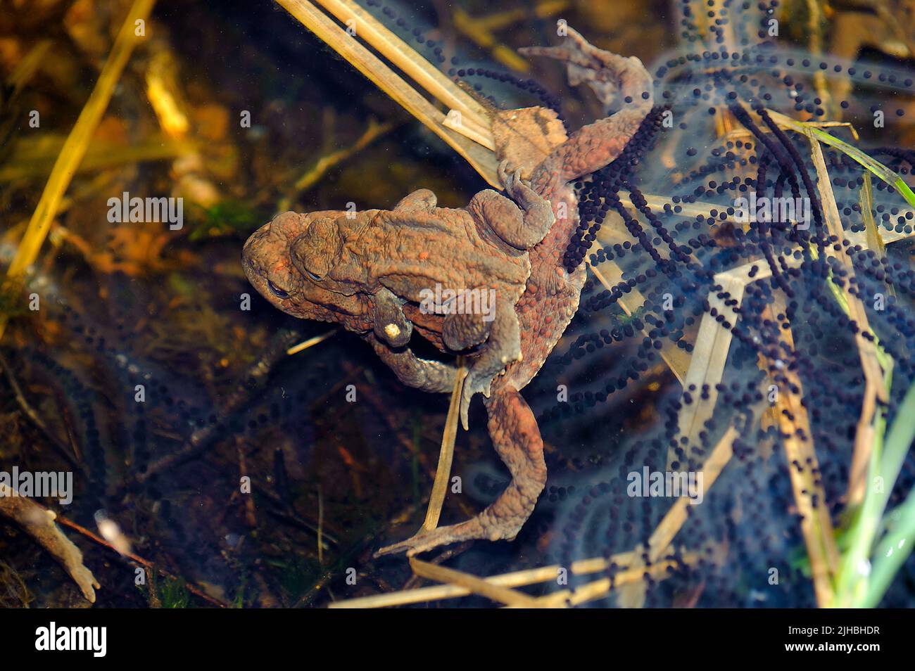 Toad Laying Eggs