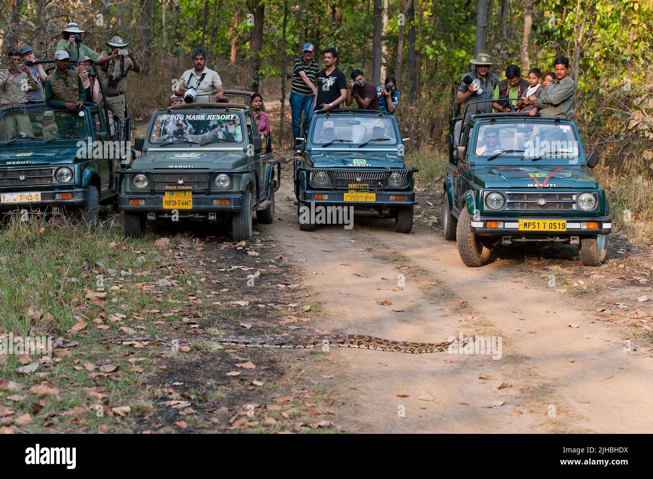 Eco tourists meet with a large Indian Phyton (Tiger python, Python ...