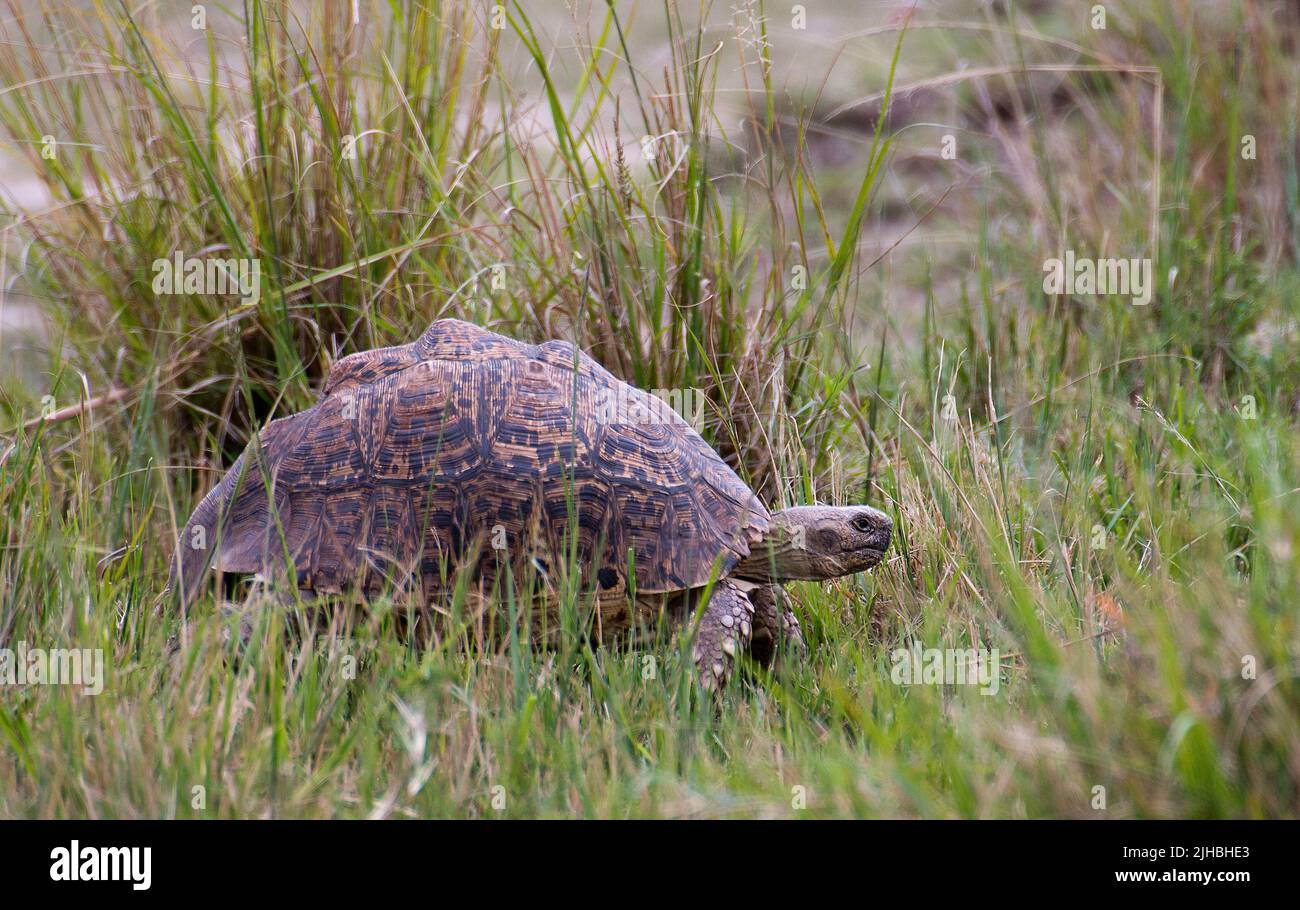 Leopard tortoise (Stigmochelys pardalis) from Maasai Mara, Kenya Stock ...