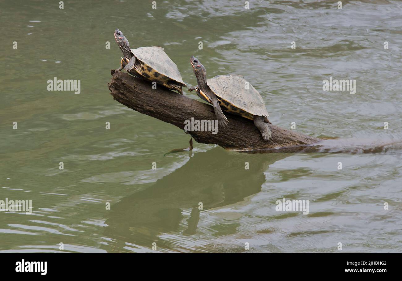 The endangered Assam roofed turtle (Pangshura sylhetensis) from the ...