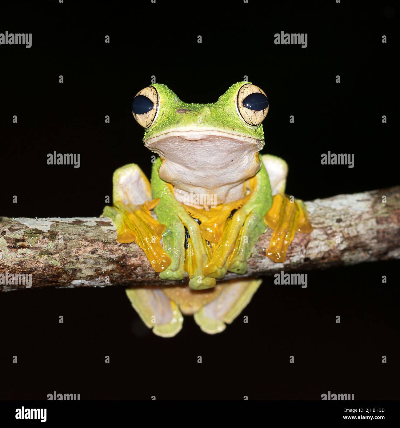 Wallace's Flying Frog ( Rhacophorus nigropalmatus) from Deramakot ...