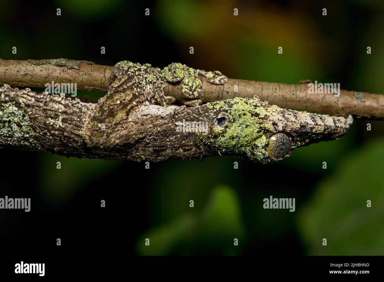 Leaf-tailed gecko (Uroplatus sp.) from Andasibe, eastern Madagascar ...