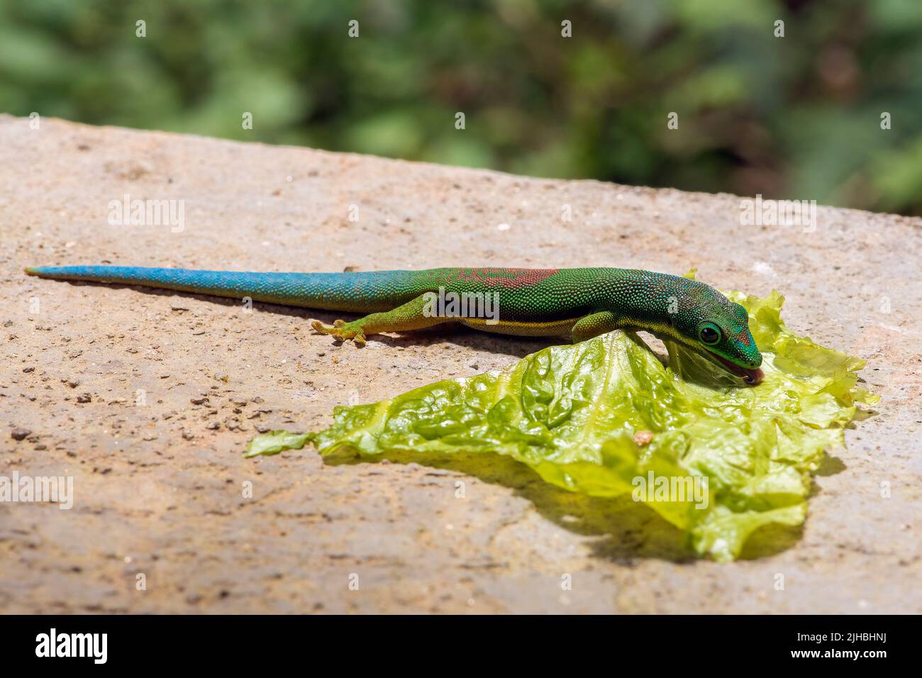 Lined day gecko (Phelsuma lineata) licking moist from green lettuce in ...