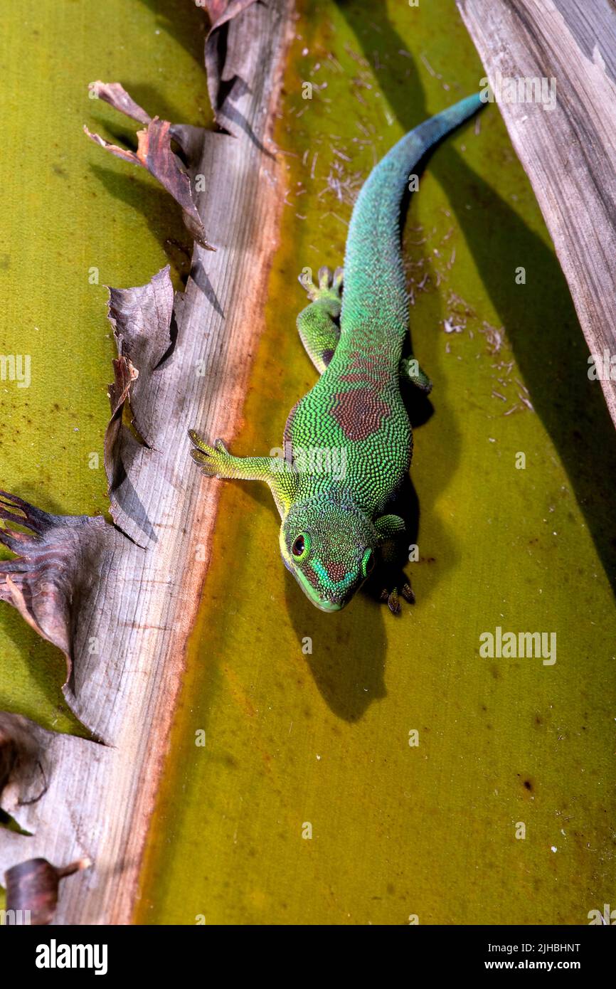 Lined day gecko (Phelsuma lineata) from Andasibe, Madagascar Stock ...