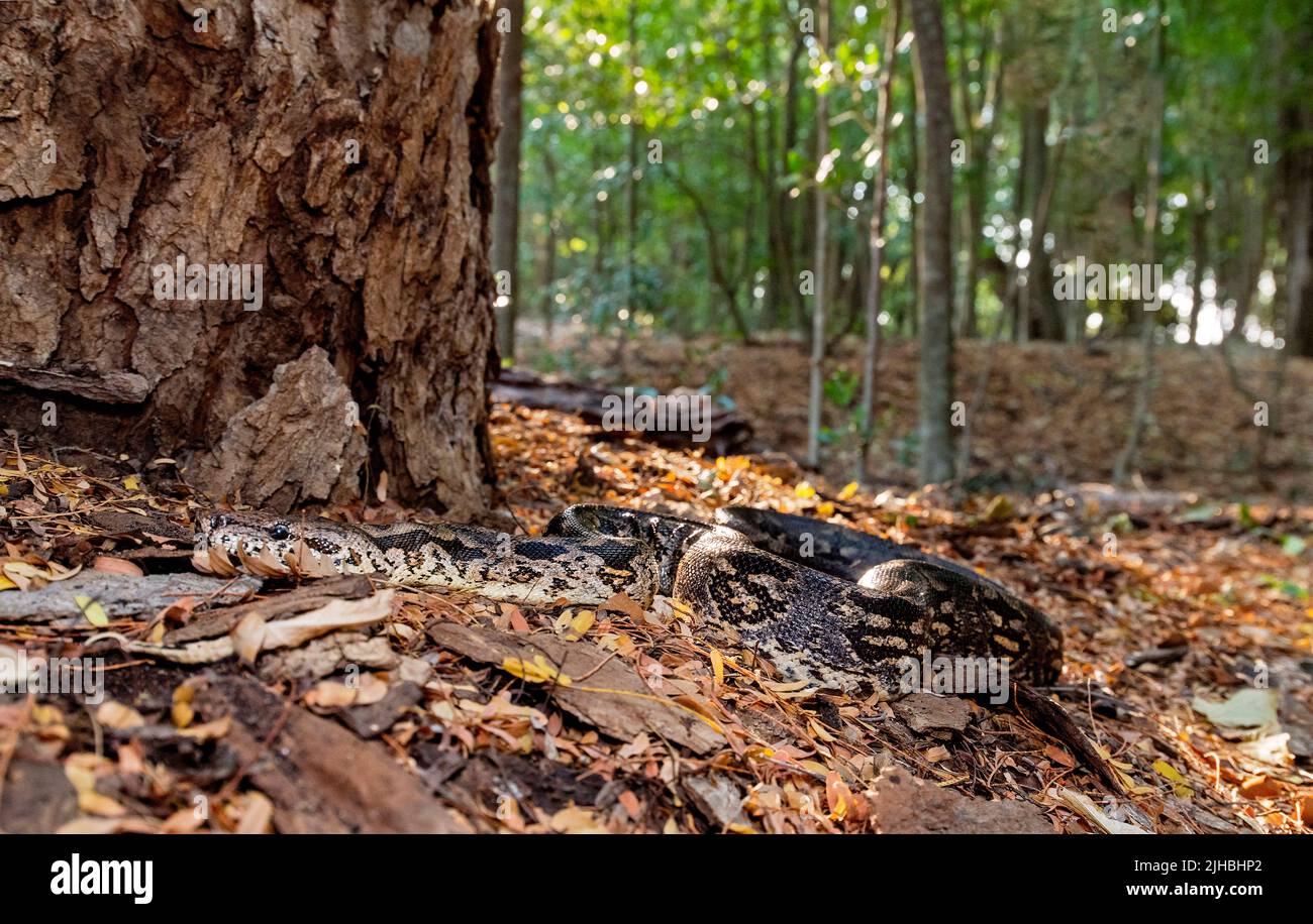 Dumerli's ground boa (Acrantophis dumerili) from the forest floor of ...