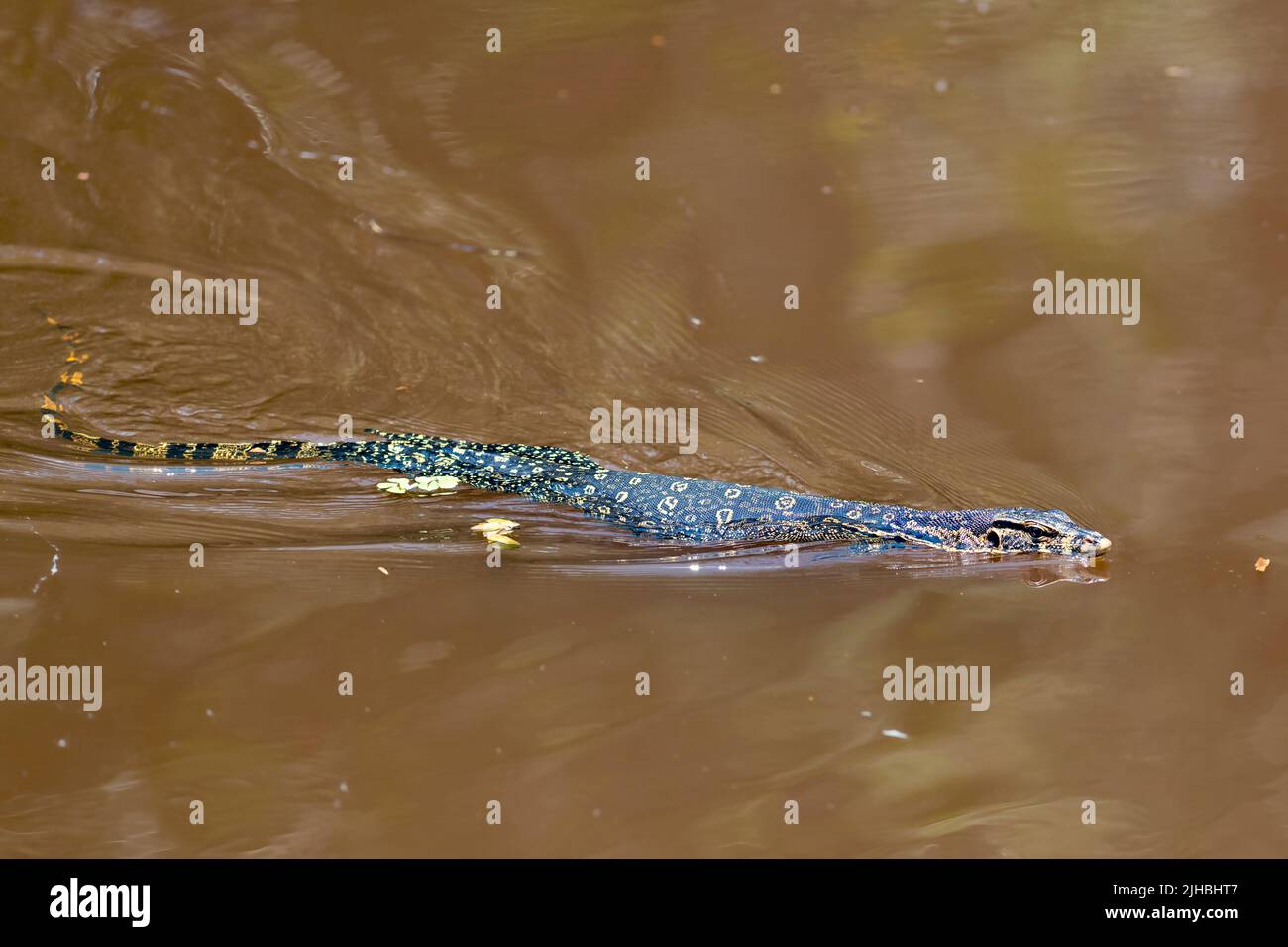 Asian water monitor swimming in hi-res stock photography and images - Alamy