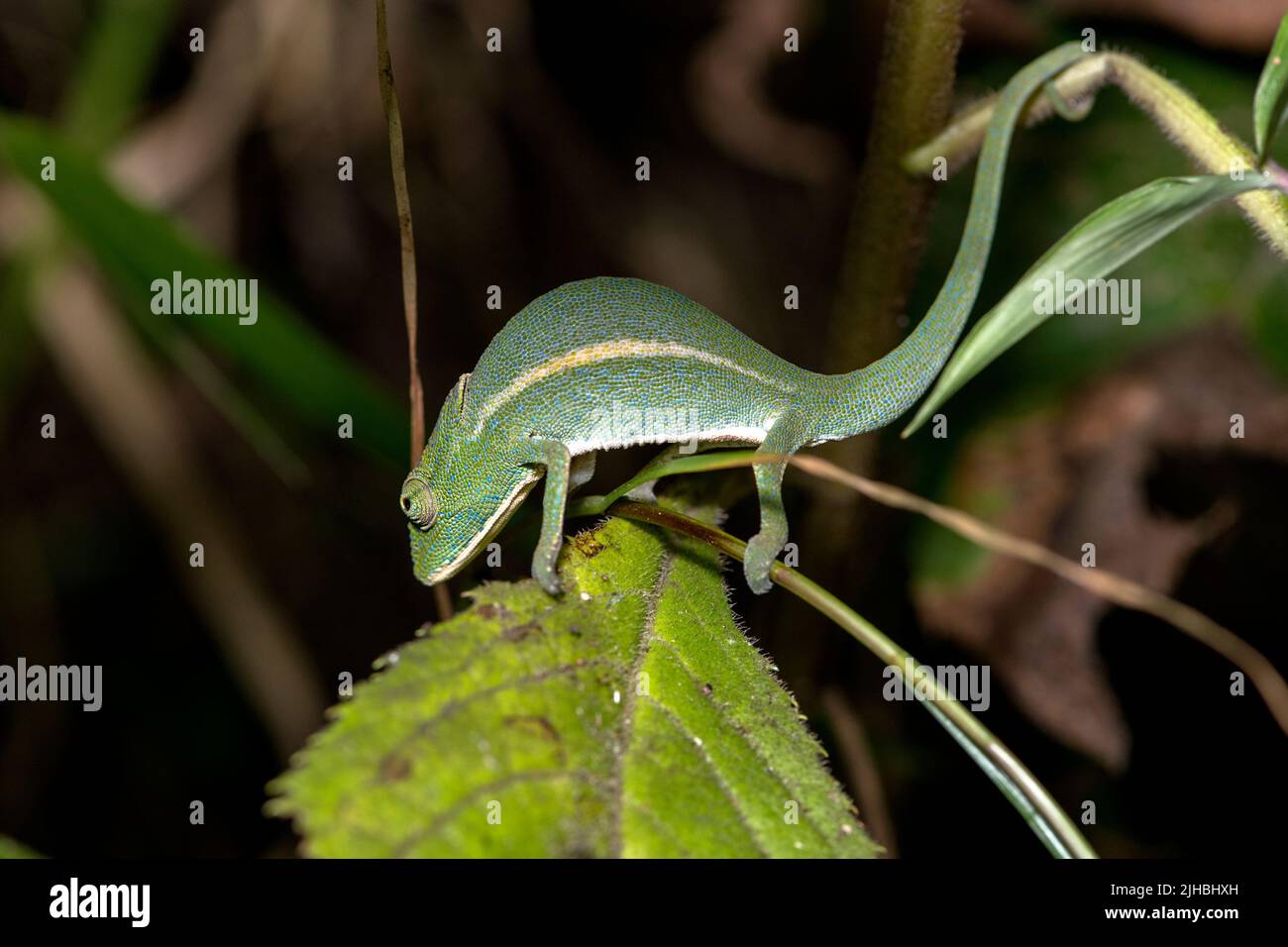 Calumma andringitraense from Ranomafana NP, eastern Madagascar Stock Photo - Alamy