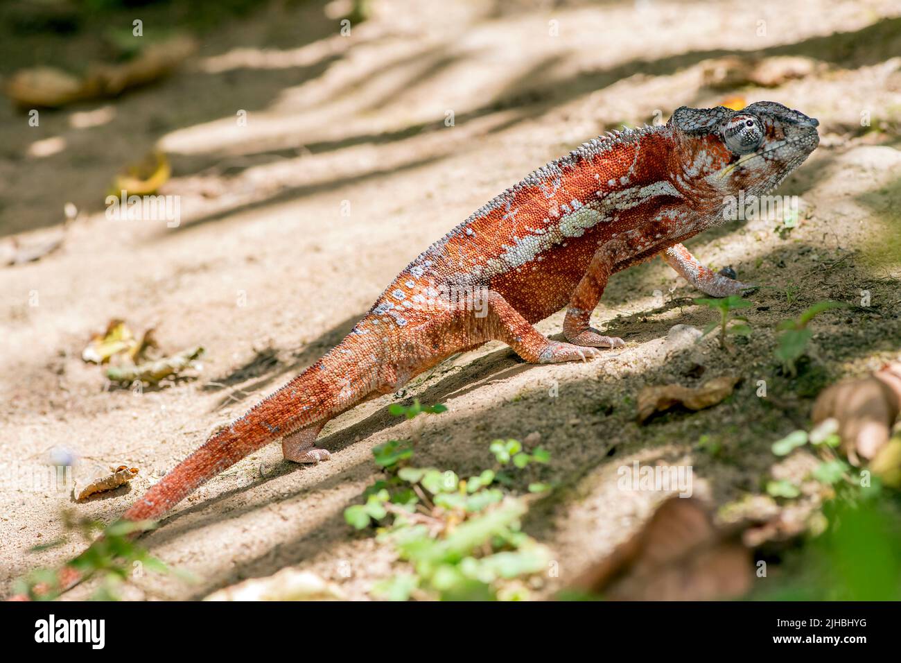 Panther chameleon (Furcifer pardalis) from eastern Madagascar ...