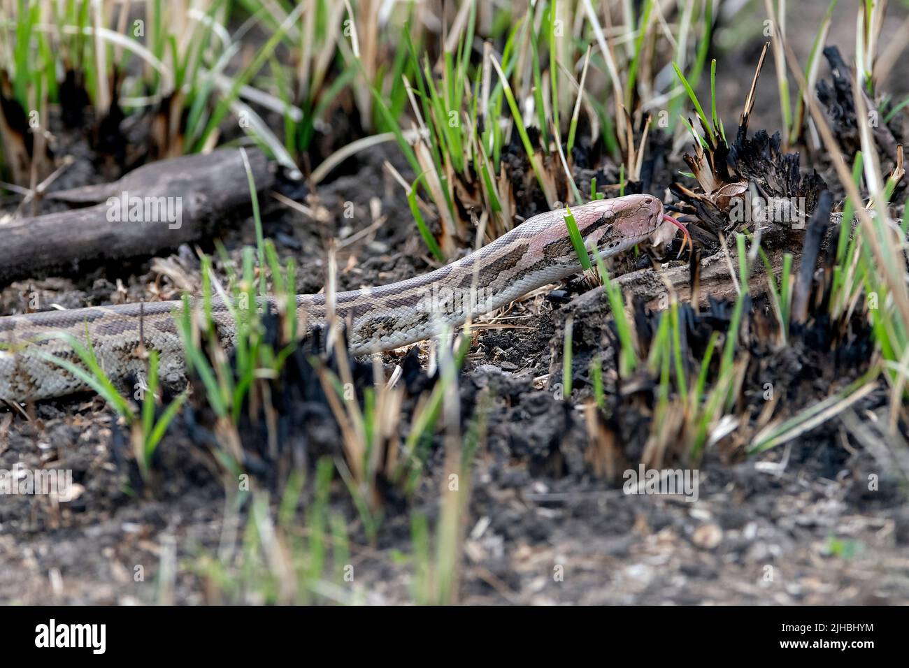 Indian rock python (Python molurus) from Pench National Park, Madhya ...