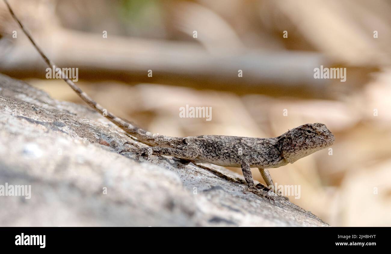 Female oriental garden lizard, (Calotes versicolor) from Pench National ...