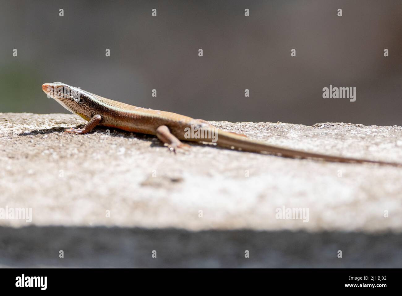 Grass skink hi-res stock photography and images - Alamy