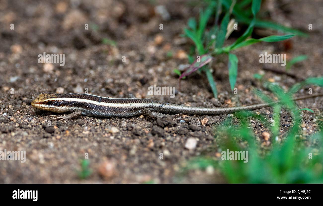 African striped skink (Trachylepis striata) from Kruger NP, South ...