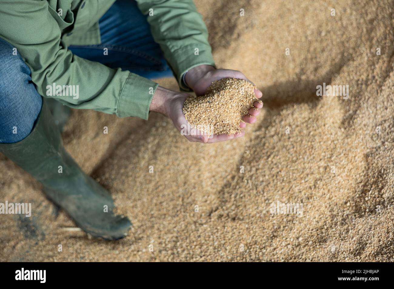 Close up image of hands holding animal feed soybean husks at stock yard ...