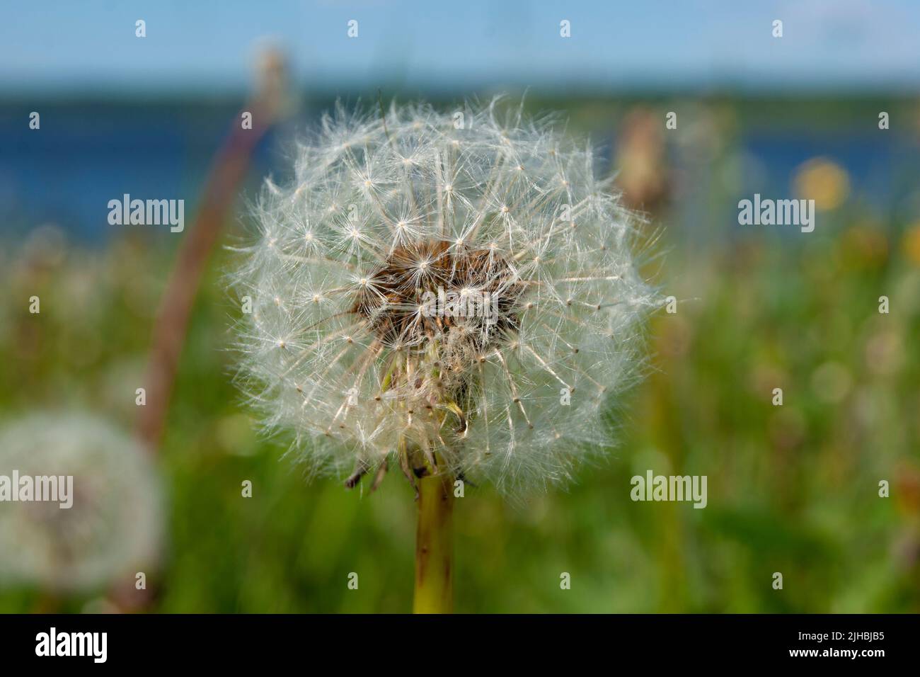 Fluffy wildflowers hi-res stock photography and images - Alamy