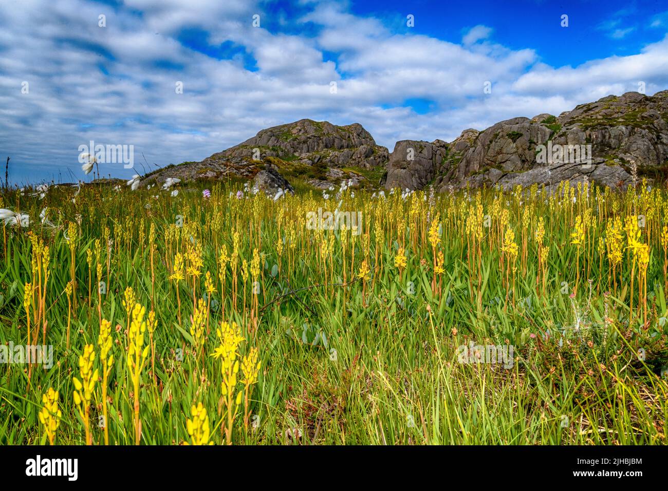 Field of bog asphodel (Narthecium ossifragum) from Prestöy, Hidra ...