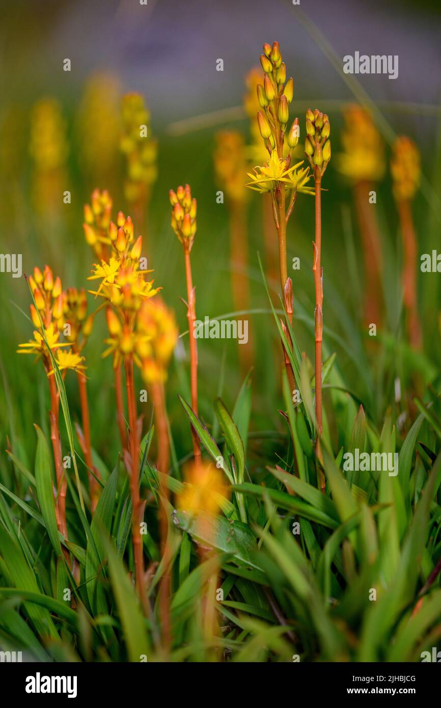 Bog asphodel (Narthecium ossifragum) from Hidra, south-western Norway ...