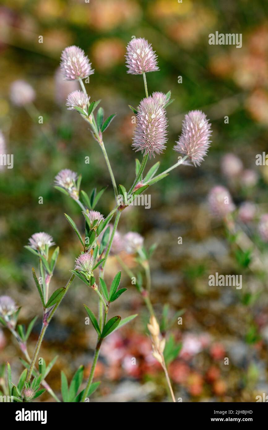 Hare's-foot clover (Trifolium arvense) from Hidra, south-western ...