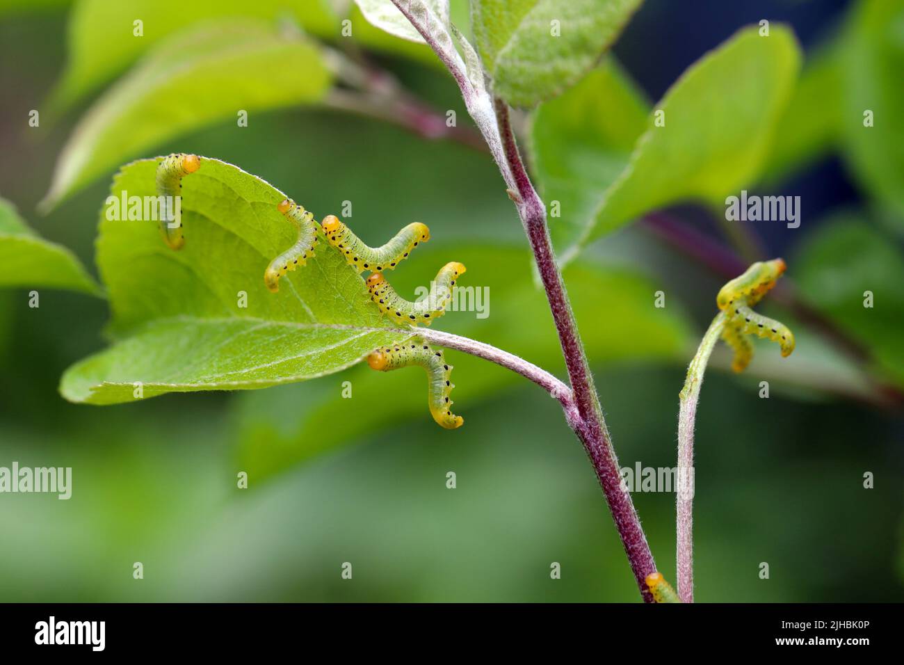Apple leaf sawfly hi-res stock photography and images - Alamy