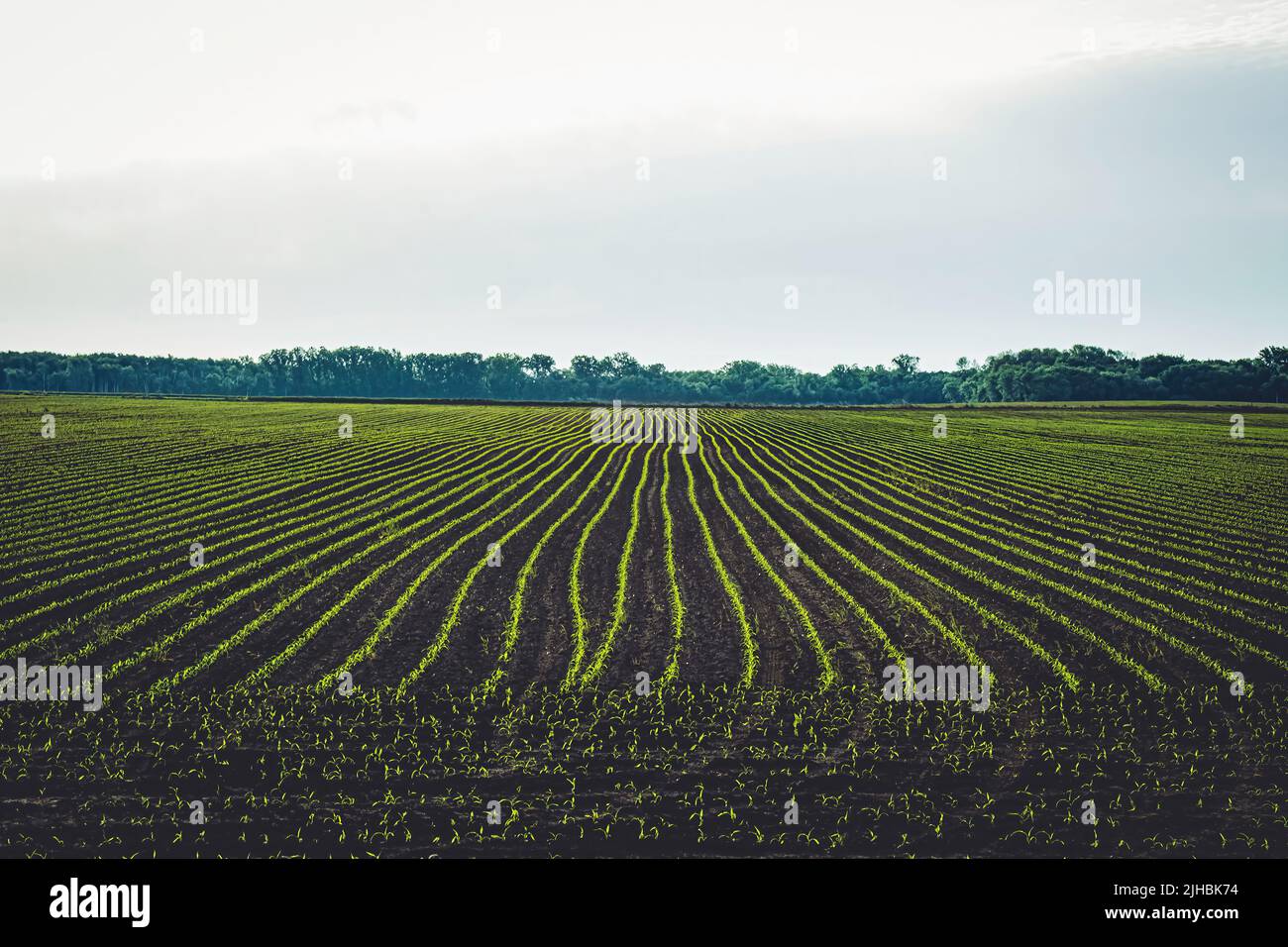 Spring season crops starting to show signs of growth in rural wsiconsin ...