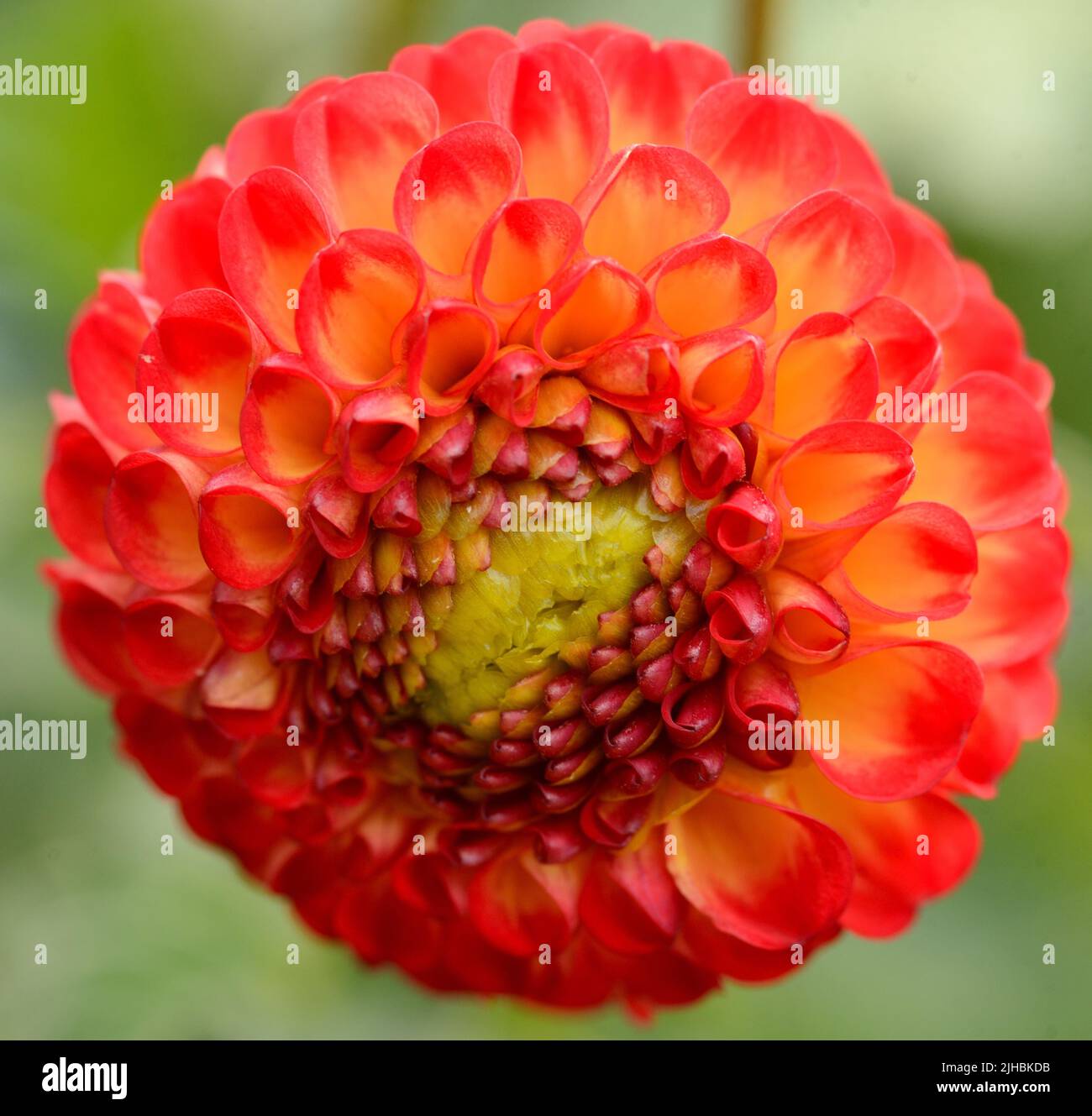 Kasasagi dahlia hi-res stock photography and images - Alamy