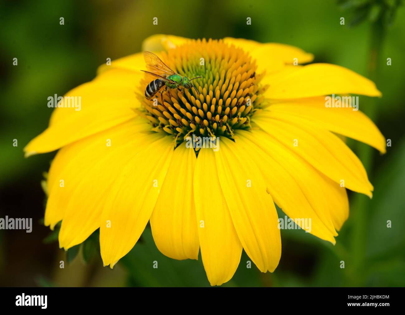 Closeup of a Yellow Sombrero Coneflower (Echinacea spp.) visited by a ...