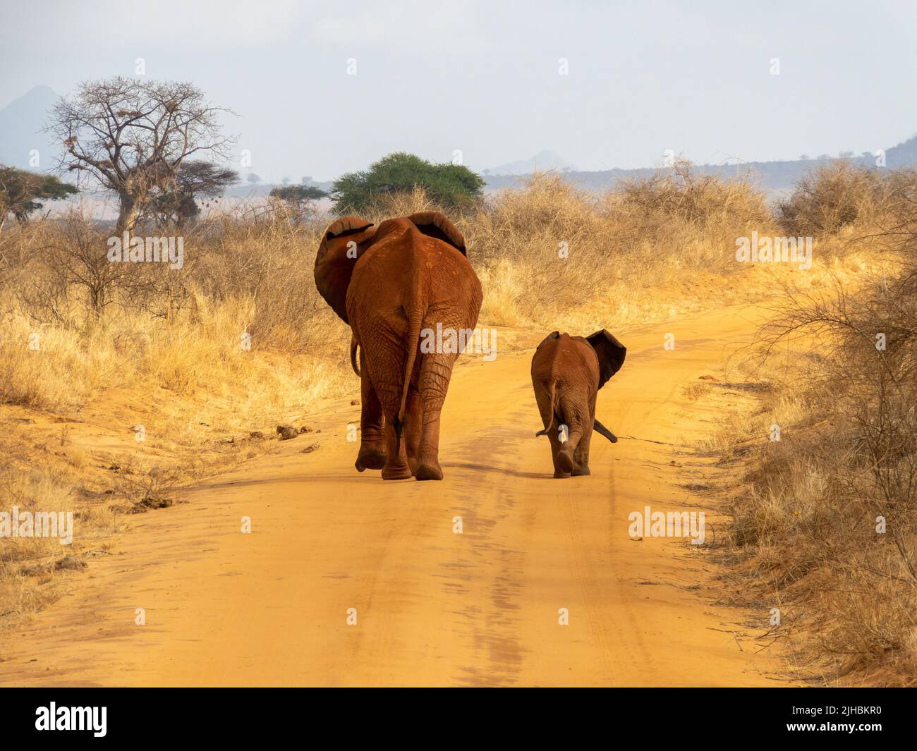 A back view of a mother elephant and a baby elephant walking on a sandy ...