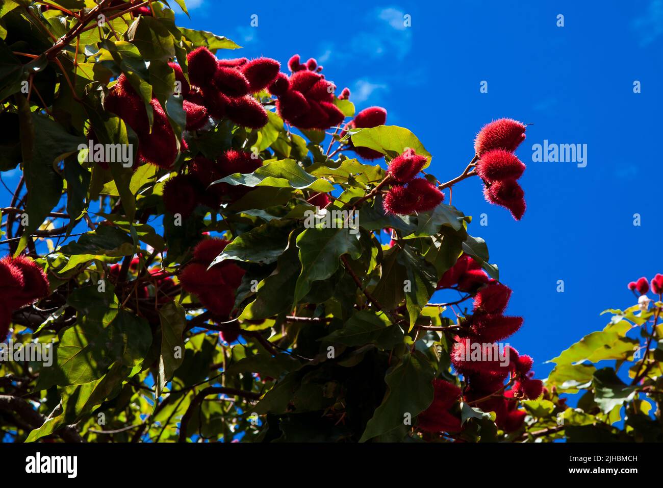 Tree of achiote against a blue sky. The scientific name of this shrub ...