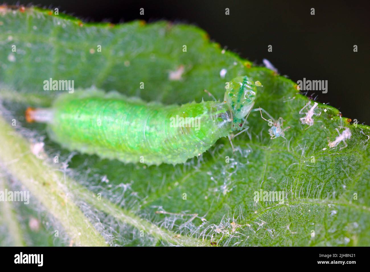 Syrphidae larvae (Hoverfly) with hunted aphid Stock Photo - Alamy
